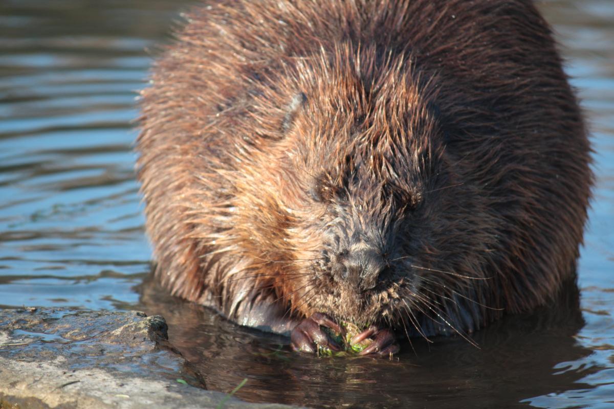 De bever | Kenniscentrum Bever