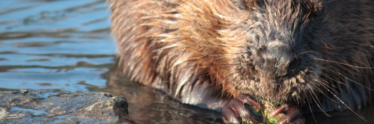 Knelpunten & oplossingen | Kenniscentrum Bever